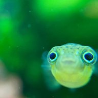 Traveller Map Generator Tool | Citizens of the Imperium